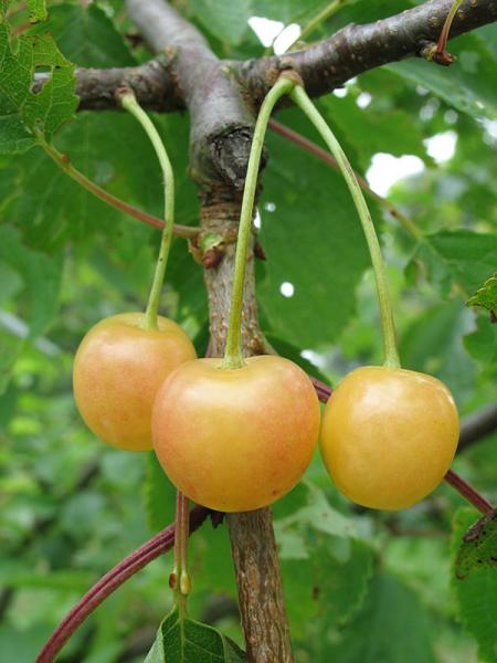 Cerise blanche de Wavrans sur l'Aa | BIODIMESTICA