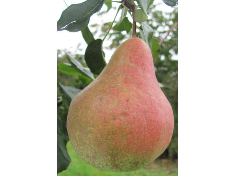 Poire à côte d'or, Belle de Moncheaux | BIODIMESTICA