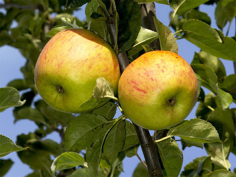 Reinette d'Angleterre (d'automne) | BIODIMESTICA