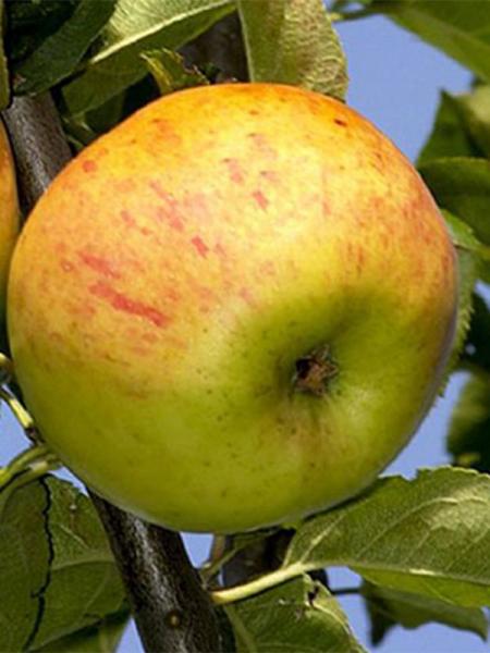 Reinette d'Angleterre (d'automne) | BIODIMESTICA
