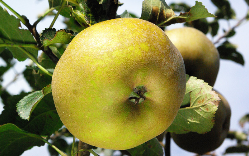 Reinette Grise d'Automne | BIODIMESTICA