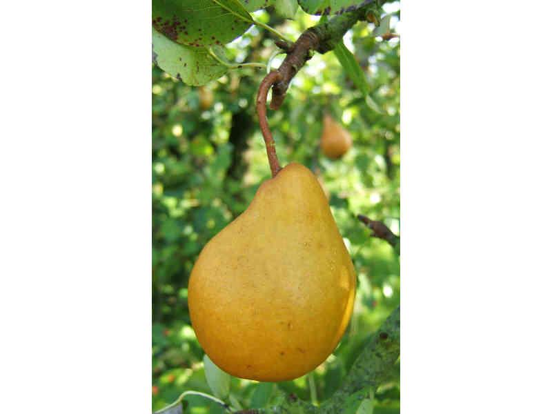 Calebasse à la Reine | BIODIMESTICA