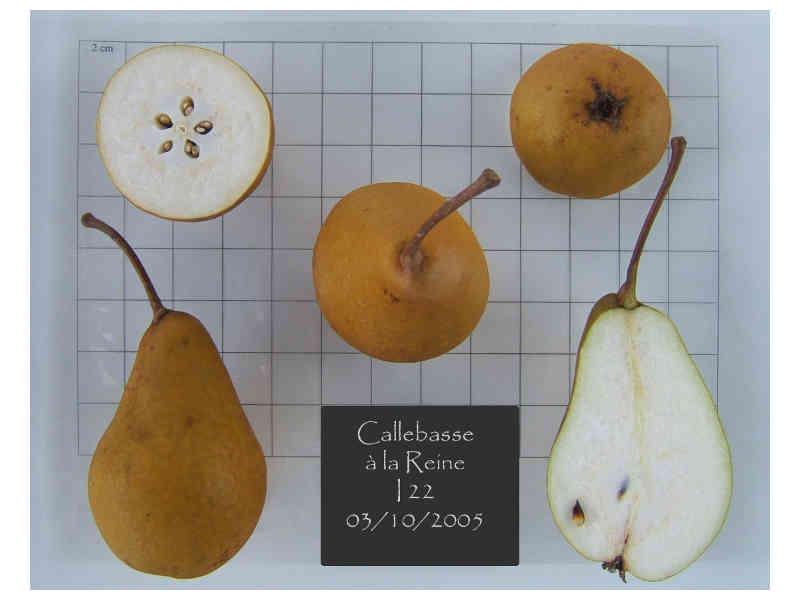 Calebasse à la Reine | BIODIMESTICA