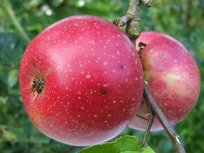 Reinette Étoilée | BIODIMESTICA