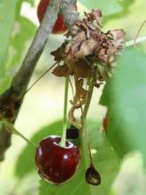 BIODIMESTICA | Patrimoine fruitier & légumier des Hauts-de-France et de ...